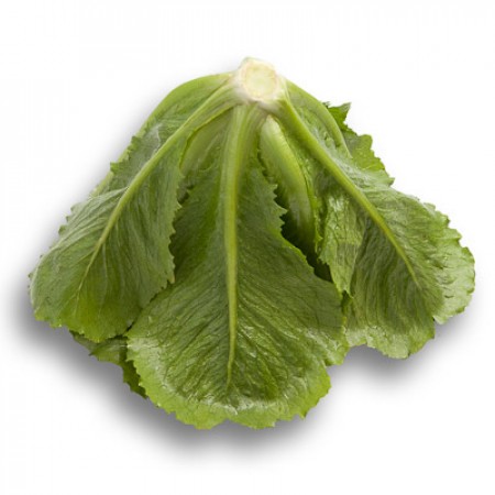 Especialidades de lechuga: Lechuga Crunchy - Tecnologia Agricola Sartenejas