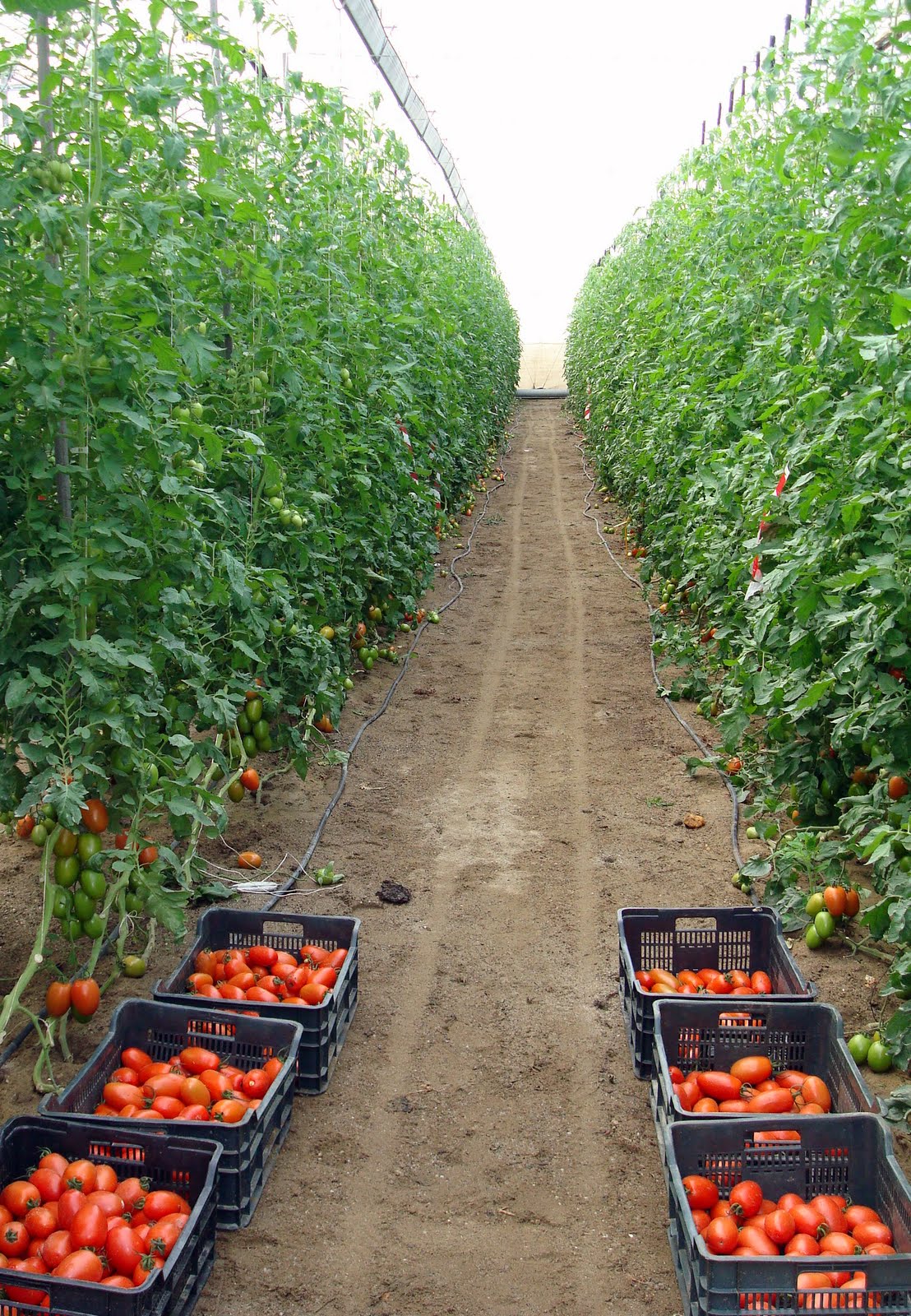 Tomates - Tecnologia Agricola Sartenejas