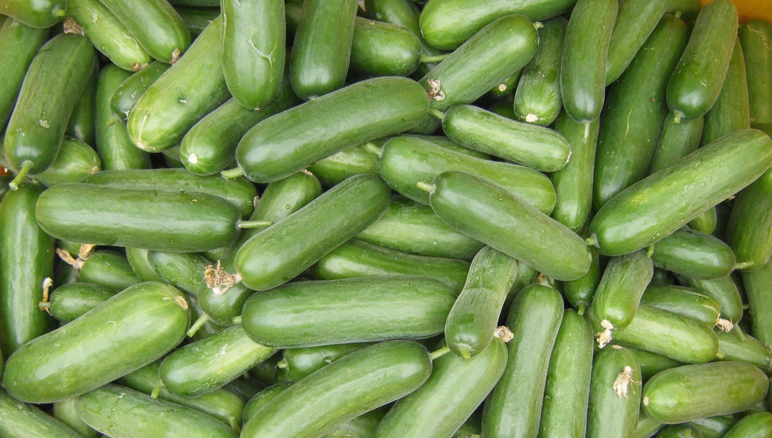 Portafolio de Pepinos y Pepinillos - Tecnologia Agricola Sartenejas