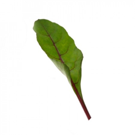 Portafolio de Cultivos de Hoja “Baby leaf” - Tecnologia Agricola Sartenejas