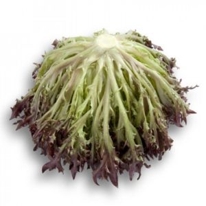 Portafolio Lechuga Salanova® - Tecnologia Agricola Sartenejas