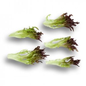 Portafolio Lechuga Salanova® - Tecnologia Agricola Sartenejas