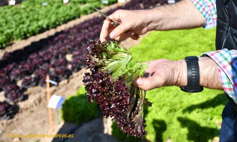 Lechugas - Tecnologia Agricola Sartenejas